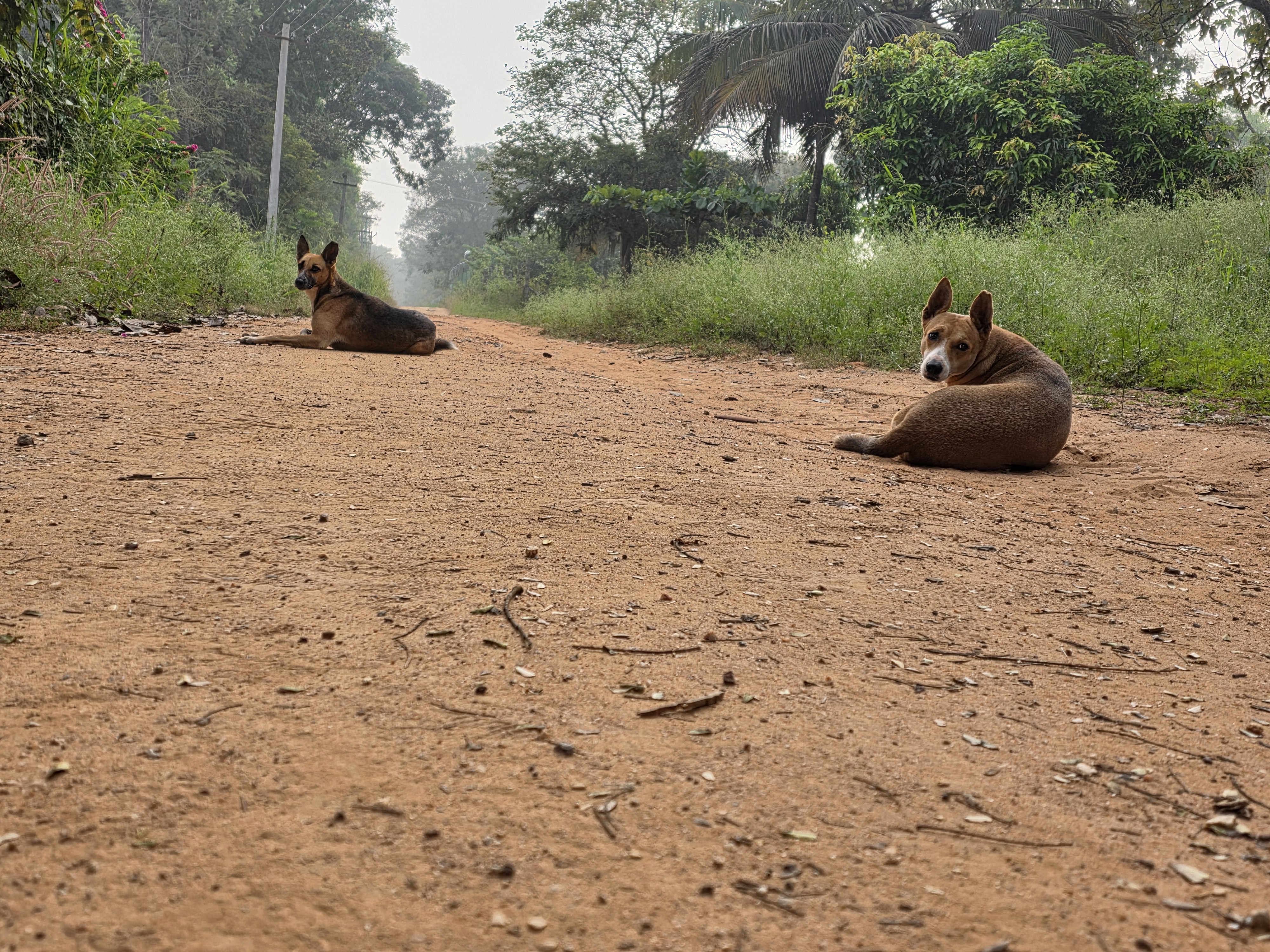 The Dangerous Illusion of the ‘Quick Fix’: Why Mass Dog Relocation is ...