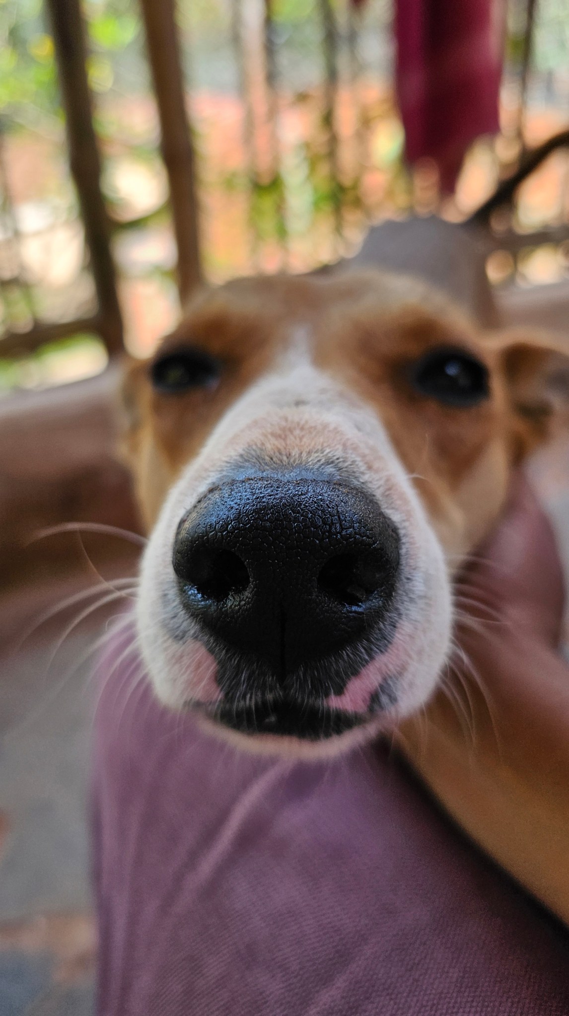 Do Dogs Bite Because They Smell Fear? – The BHARCS Blog